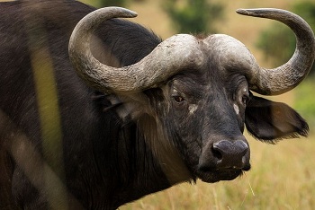 Farma vodenih bivola u Srbiji